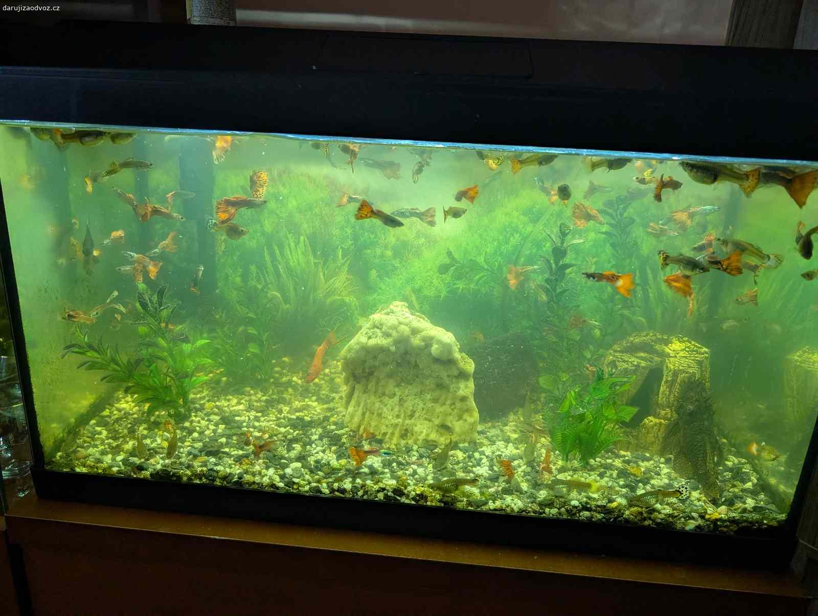 Daruji rybičky do akvária - Zvířata - Daruji za odvoz