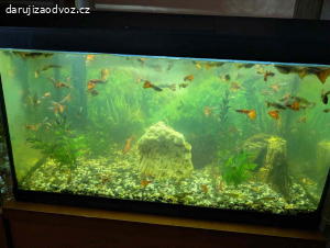 Daruji rybičky do akvária - Zvířata - Daruji za odvoz