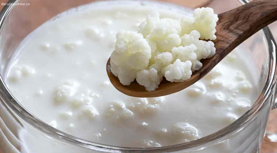 Kefir - “tibetská houba” - kultura pro domácí výro - Potraviny a ...